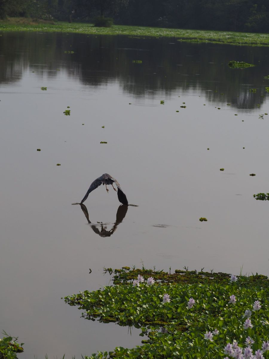 Où voir des animaux au Sri Lanka