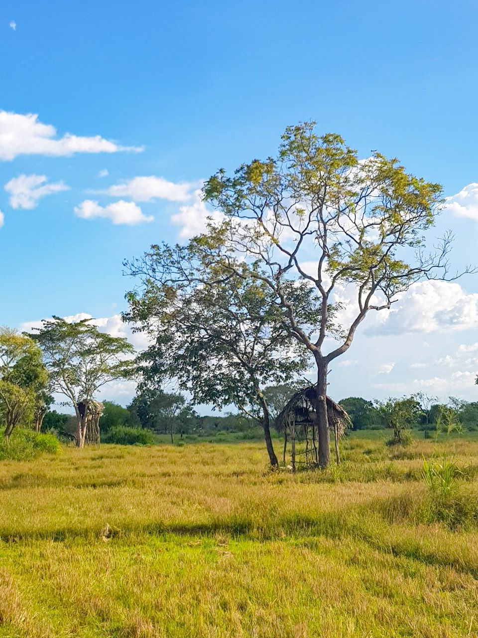 Que faire à Habarana : safaris, montgolfière et pièges à touristes